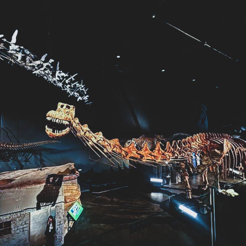 Excursión a Pinguinera Punta Tombo y Trelew (MEF)